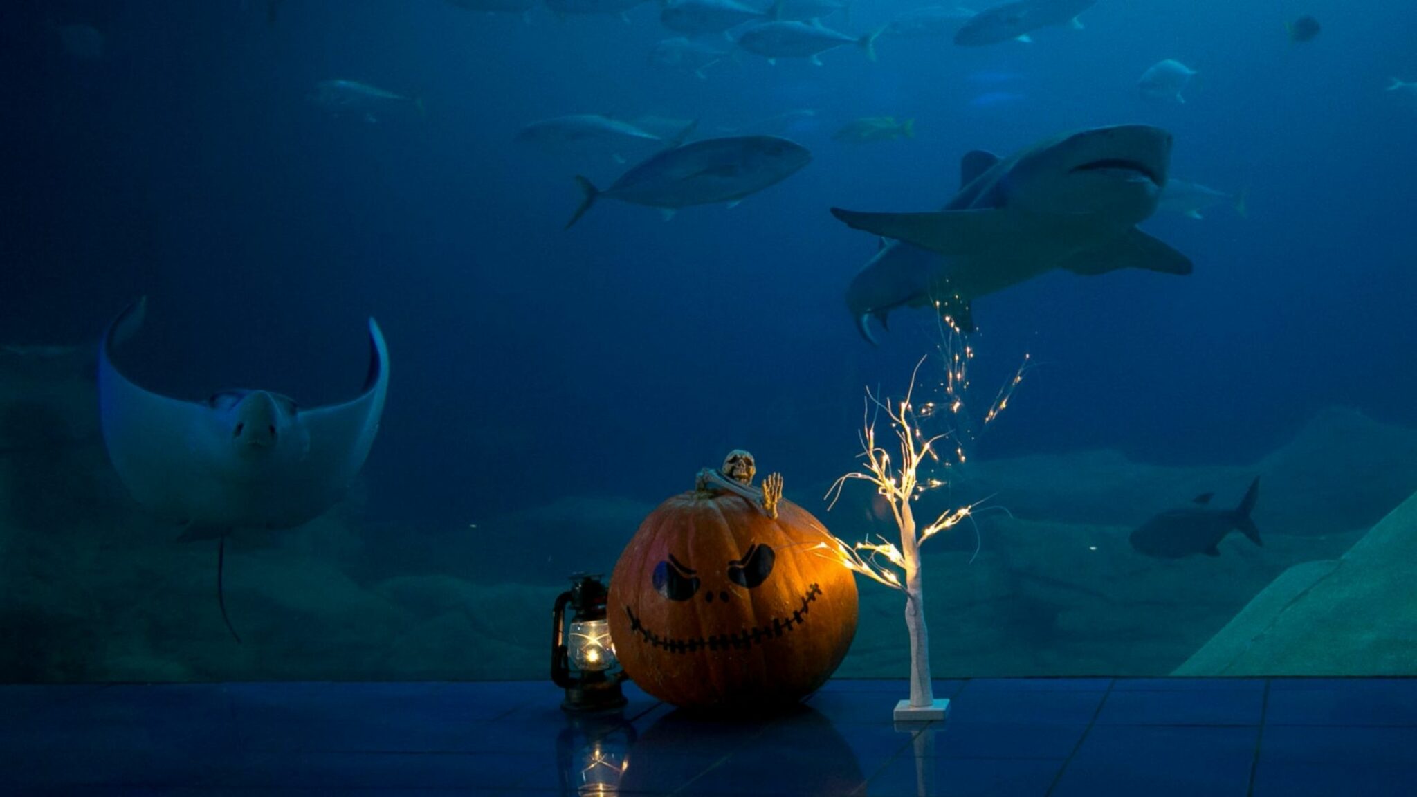 Halloween In Devon 2022: 15 Spooky Things To Do | Langstone Cliff Sea ...