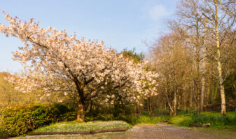 The Best Gardens In Devon | Langstone Cliff Sea View Hotel Near Dawlish ...