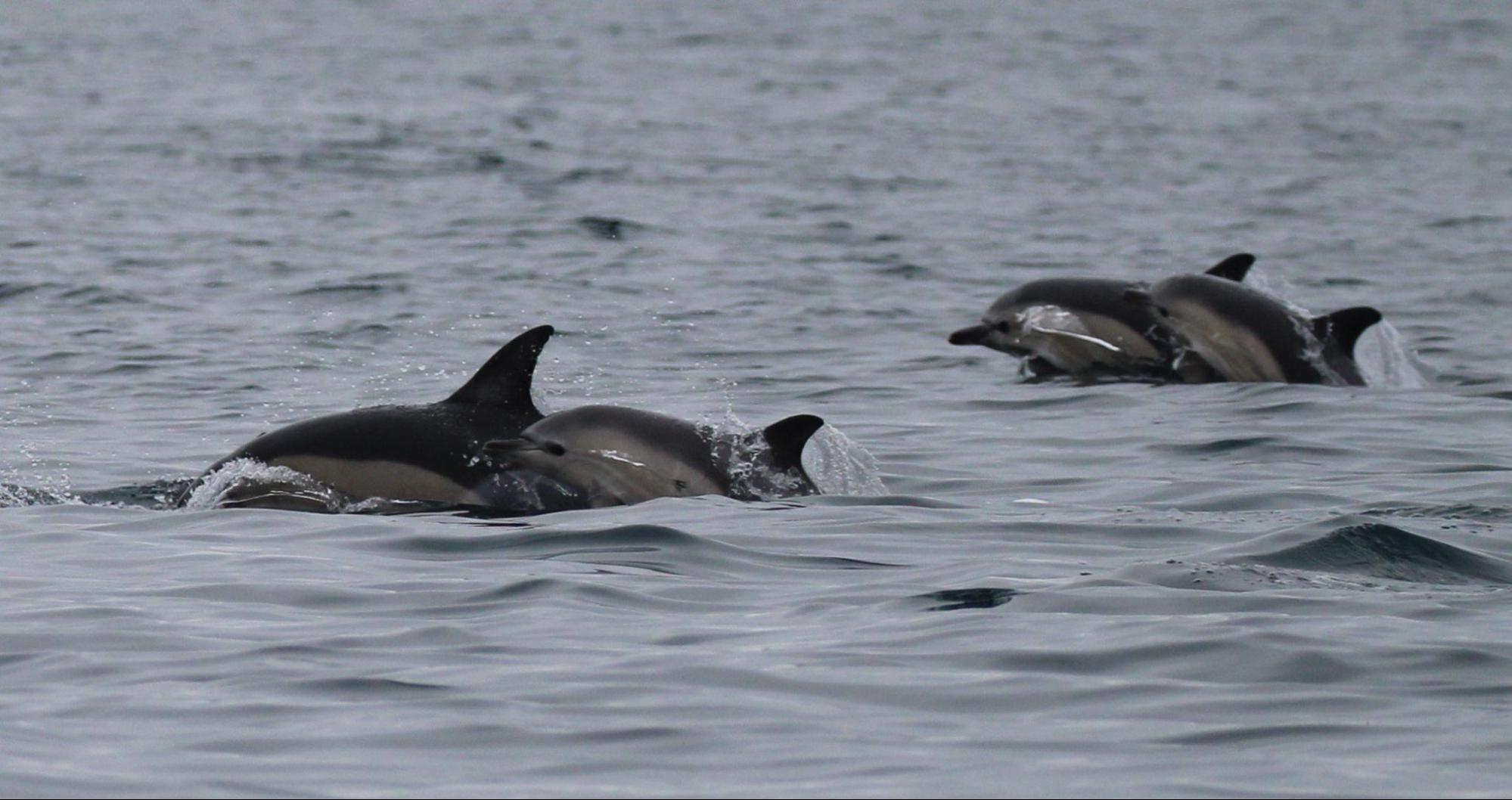 Discover the Delights of Devon: Zoos, Farms, and Marine Adventures ...