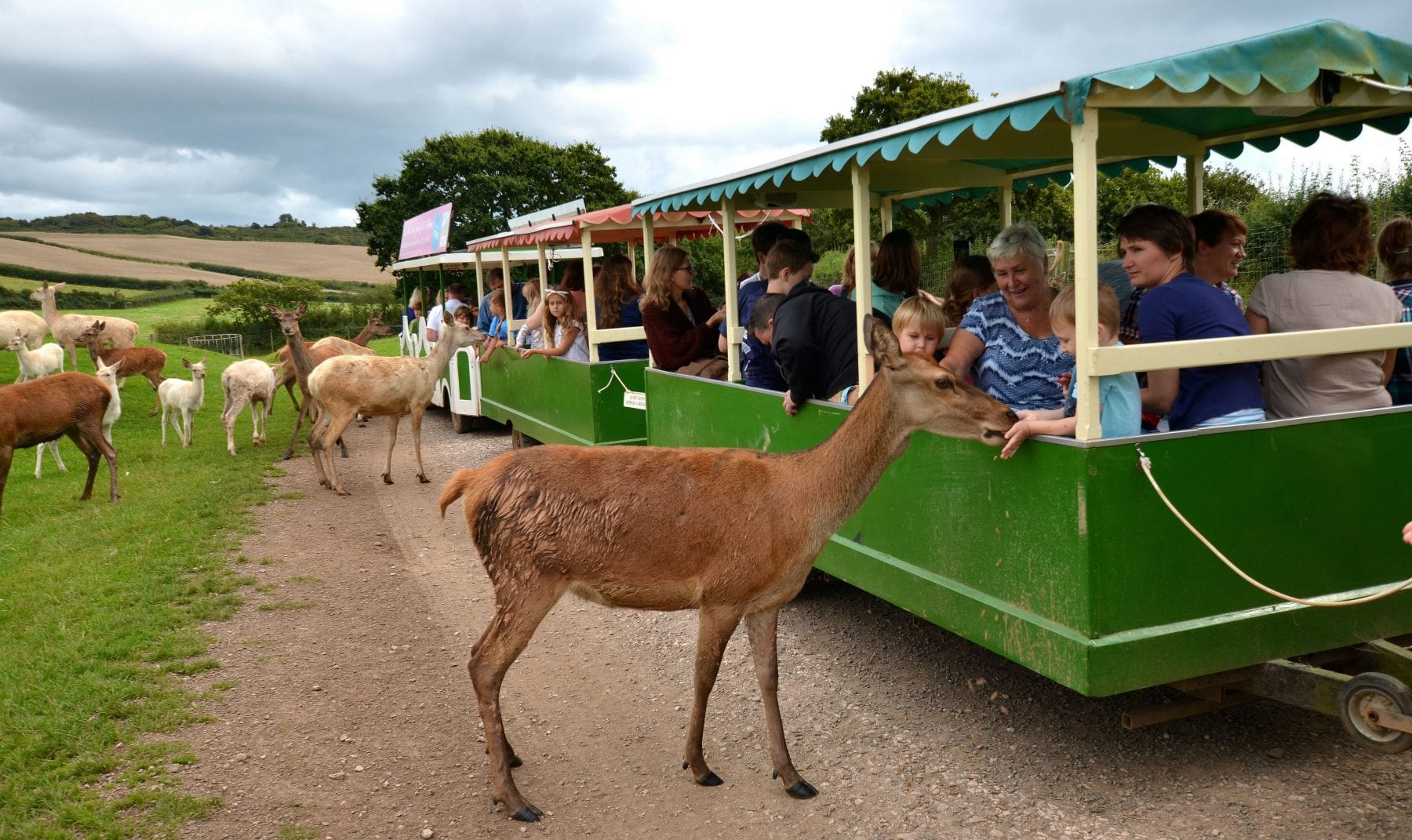 Discover the Delights of Devon: Zoos, Farms, and Marine Adventures ...