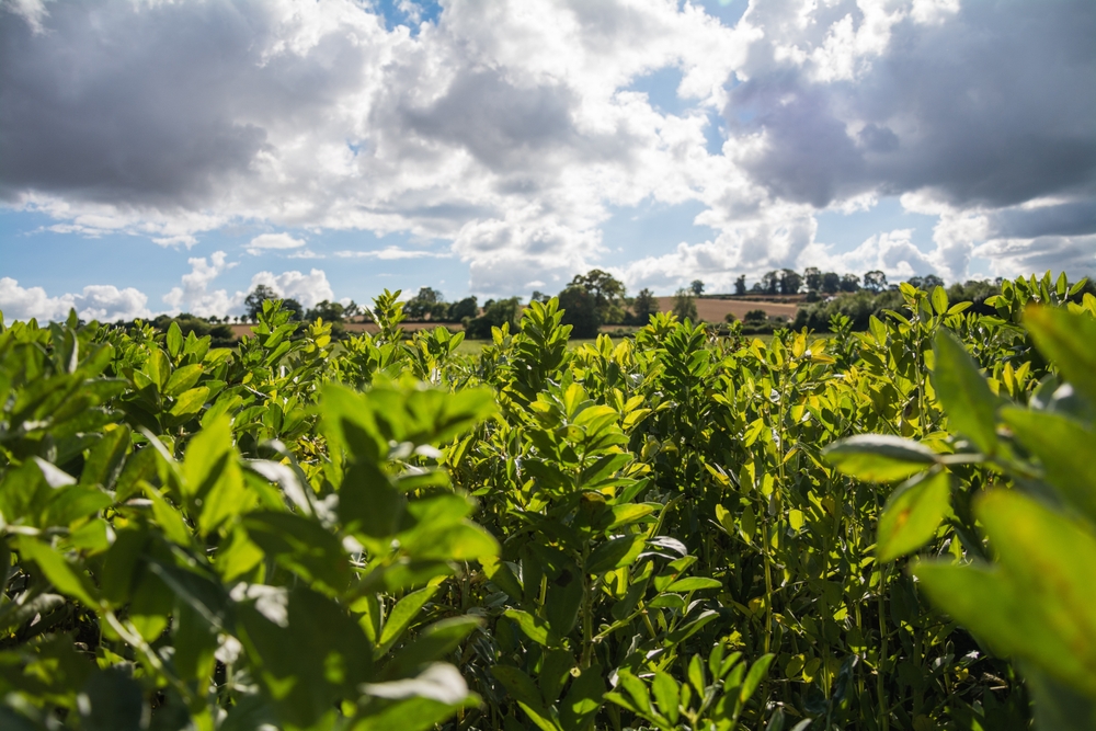 Enjoy Fast Rabbit Farm Gardens – A Peaceful Visit from Langstone Cliff ...